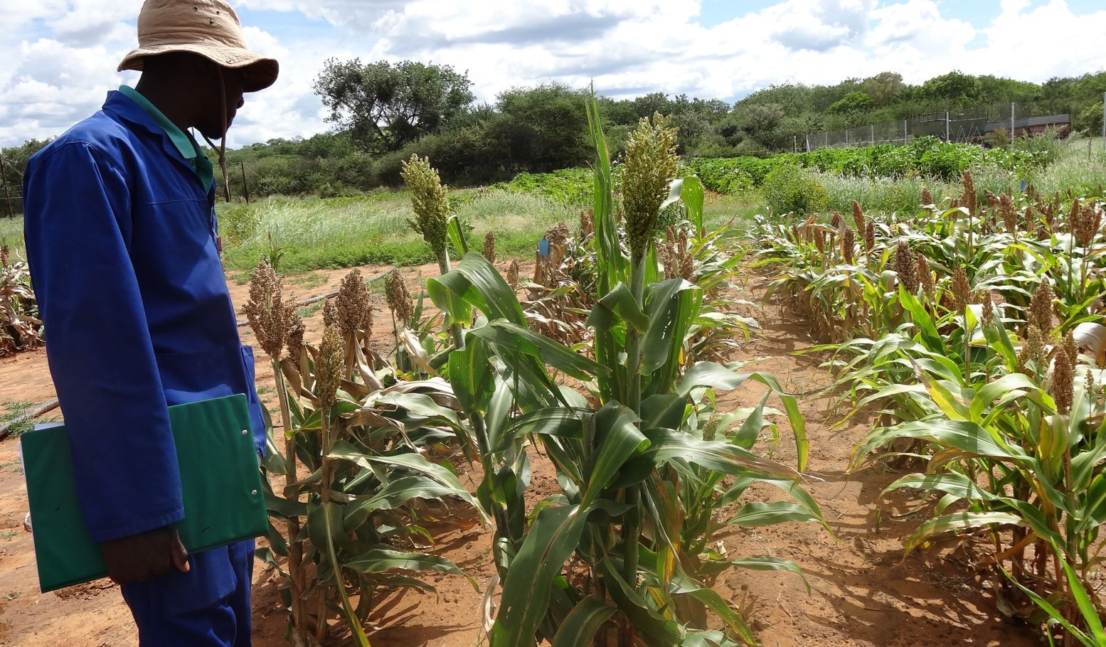 Namibia conserves water and improves harvests using nuclear science