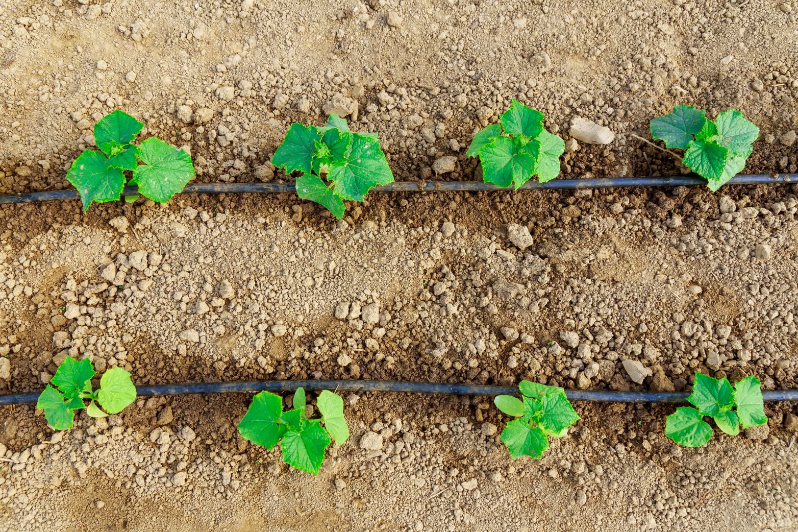 Namibia conserves water and improves harvests using nuclear science