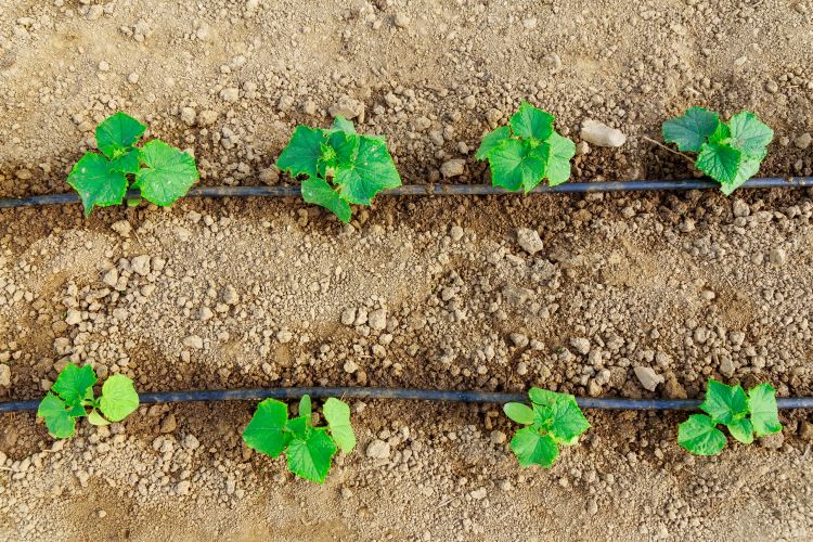 Namibia conserves water and improves harvests using nuclear science