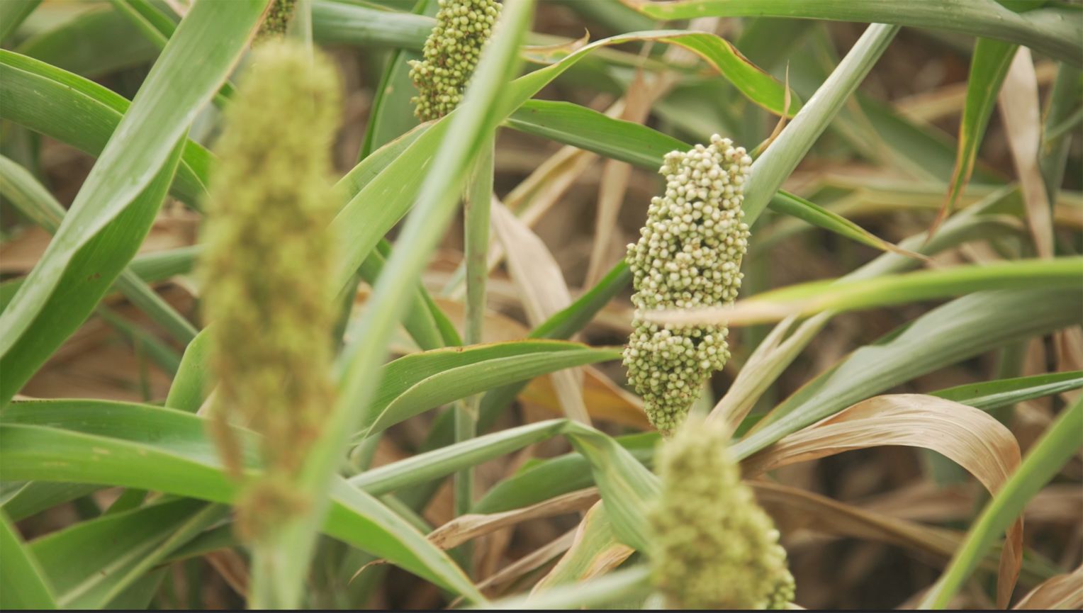 Can ‘cosmic crops’ improve food security on earth?