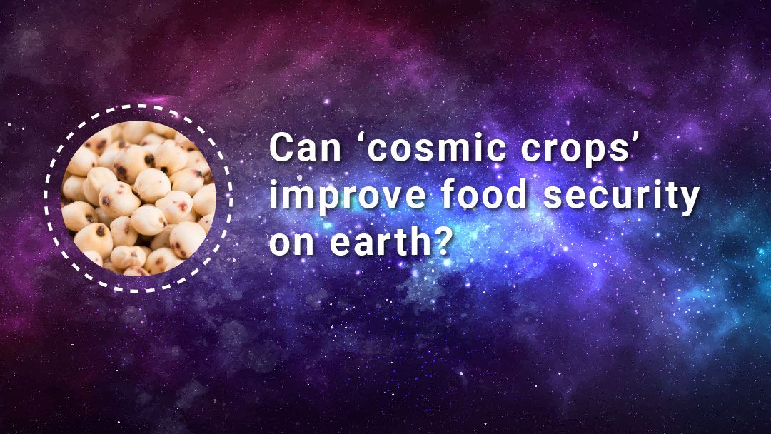 Can ‘cosmic crops’ improve food security on earth?