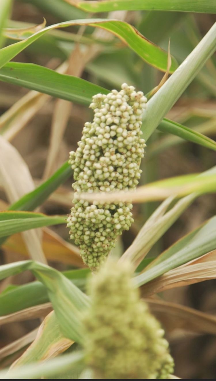 Can ‘cosmic crops’ improve food security on earth?