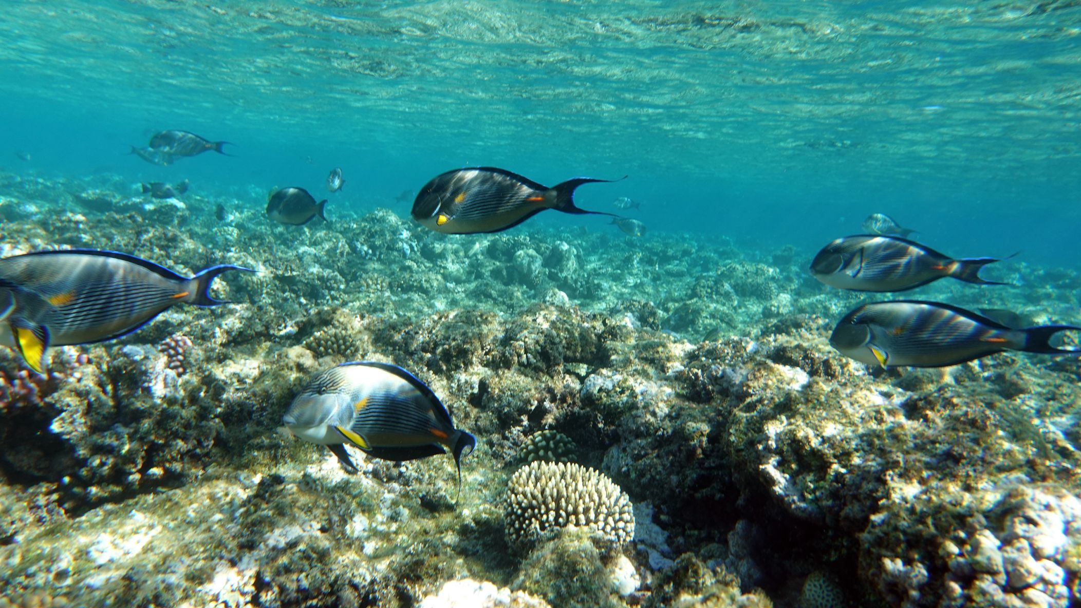 Kuwait monitors oceans using nuclear science